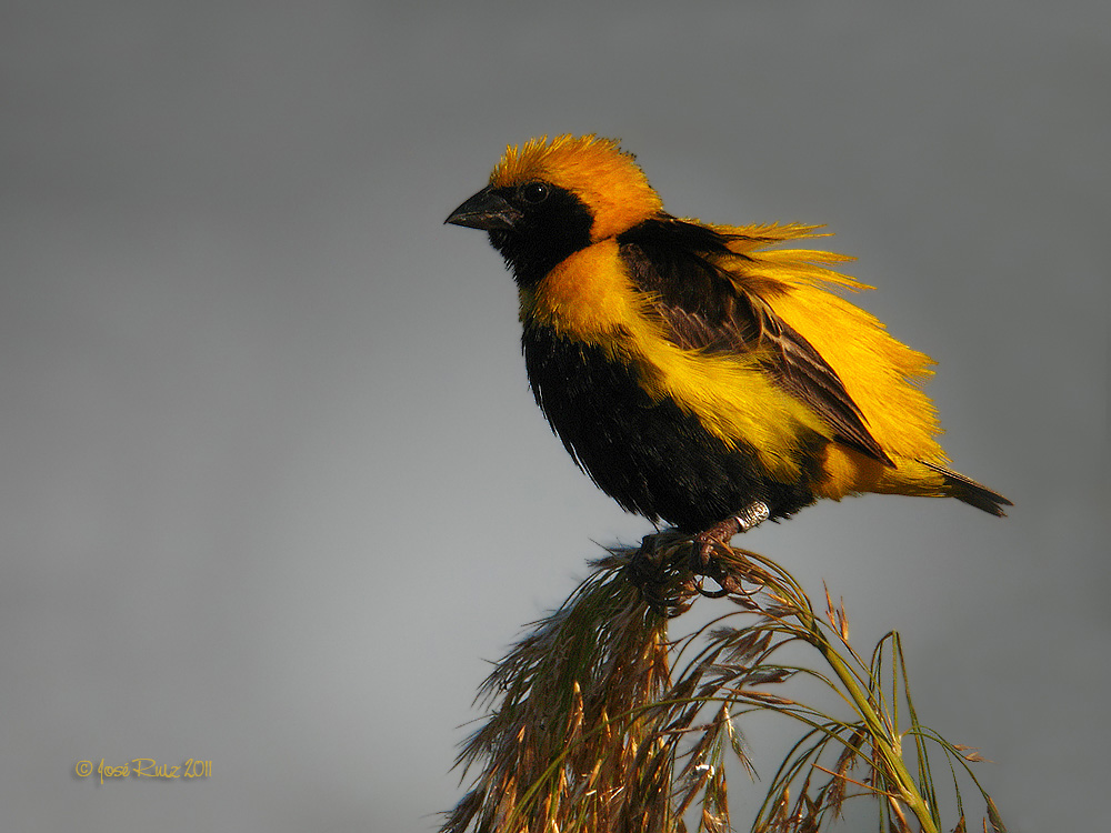 Naturaleza y Fotografía: Tejedor amarillo