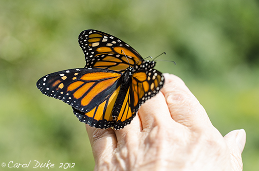 Monarch Butterfly Life Cycle: A Metamorphosis ~ Part Four ~ Lift Off ...
