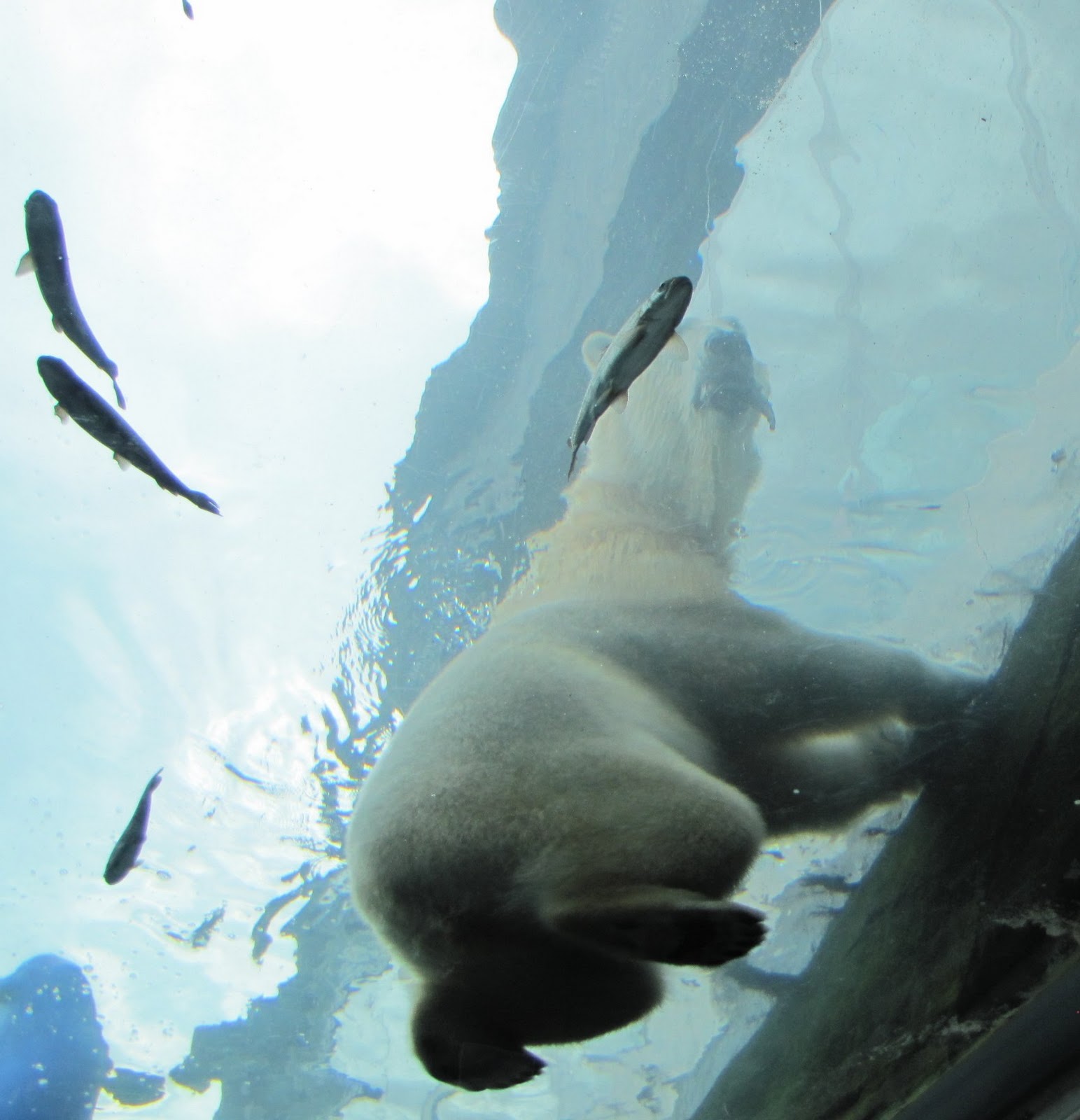 My Polar Bear Friends and Friends of Polar Bears: Top Honors for Polar ...