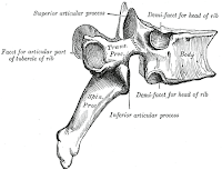 ASOTERCI - CASC: Columnas Cervical, Torácica, Lumbar, Coxigea