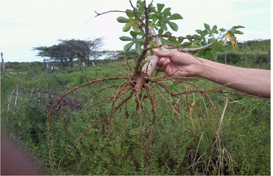 BIOLOGÍA GENERAL: RAICES