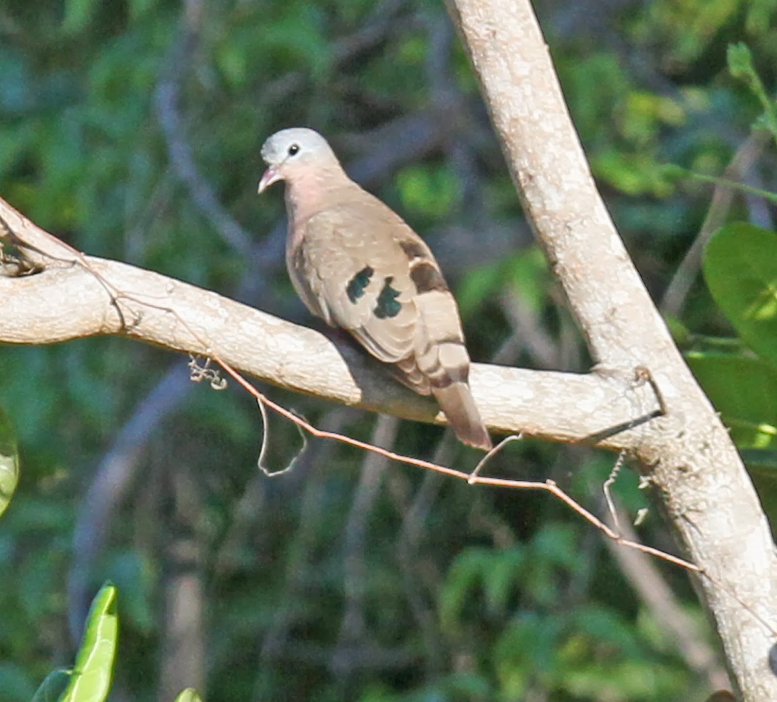 Simon and Karen Spavin: Kenya birds
