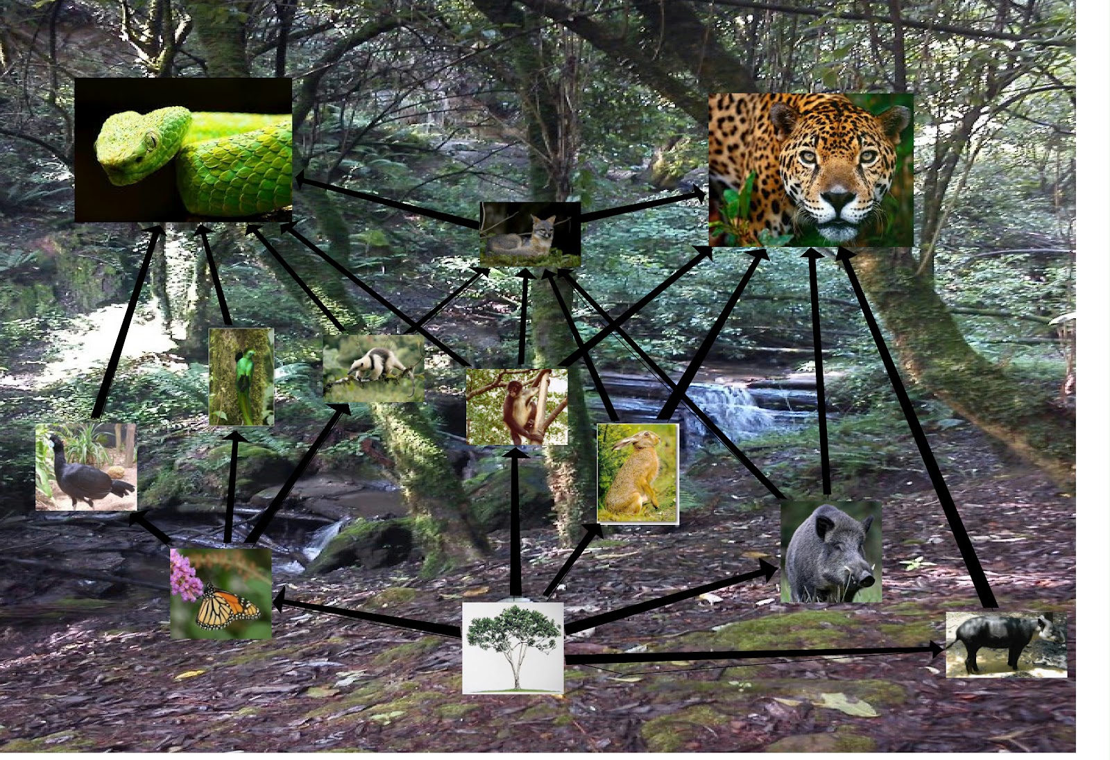 Bosque mesófilo de montaña: Bosque de niebla en México.