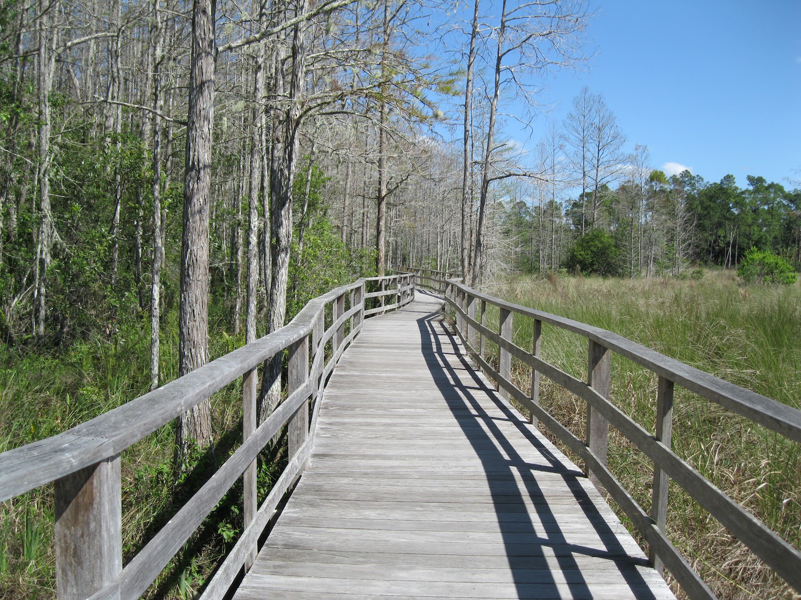 Livin' the Dream: Corkscrew Swamp Sanctuary