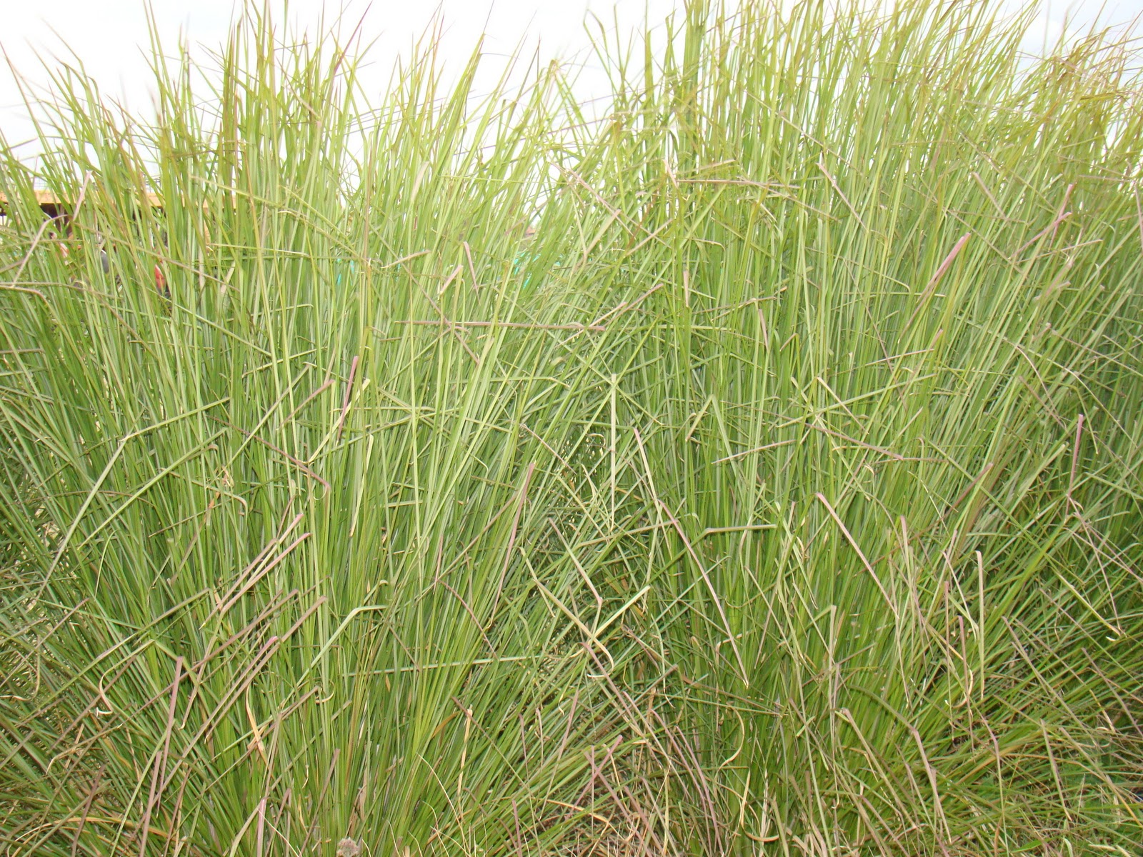 Vetiveria Zizanioides