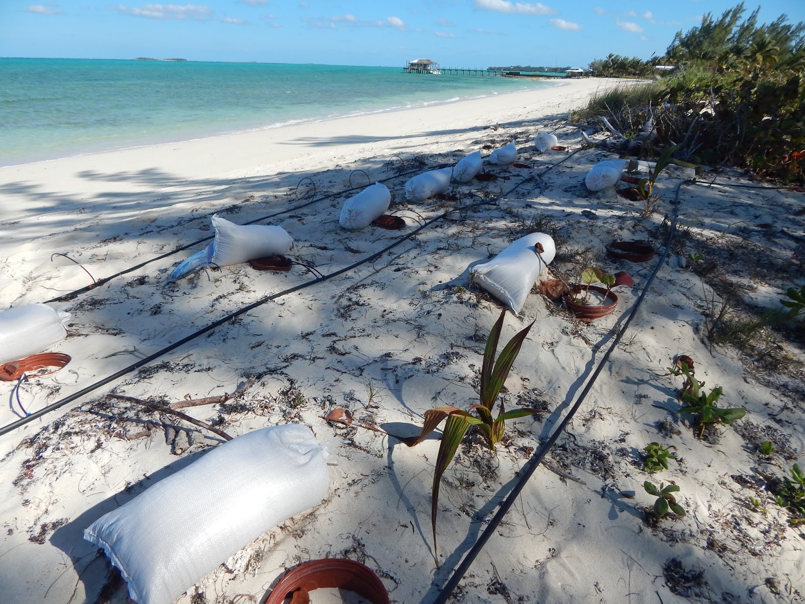 Small Hope Bay Lodge Andros Island Bahamas: Some More Sustainable ...