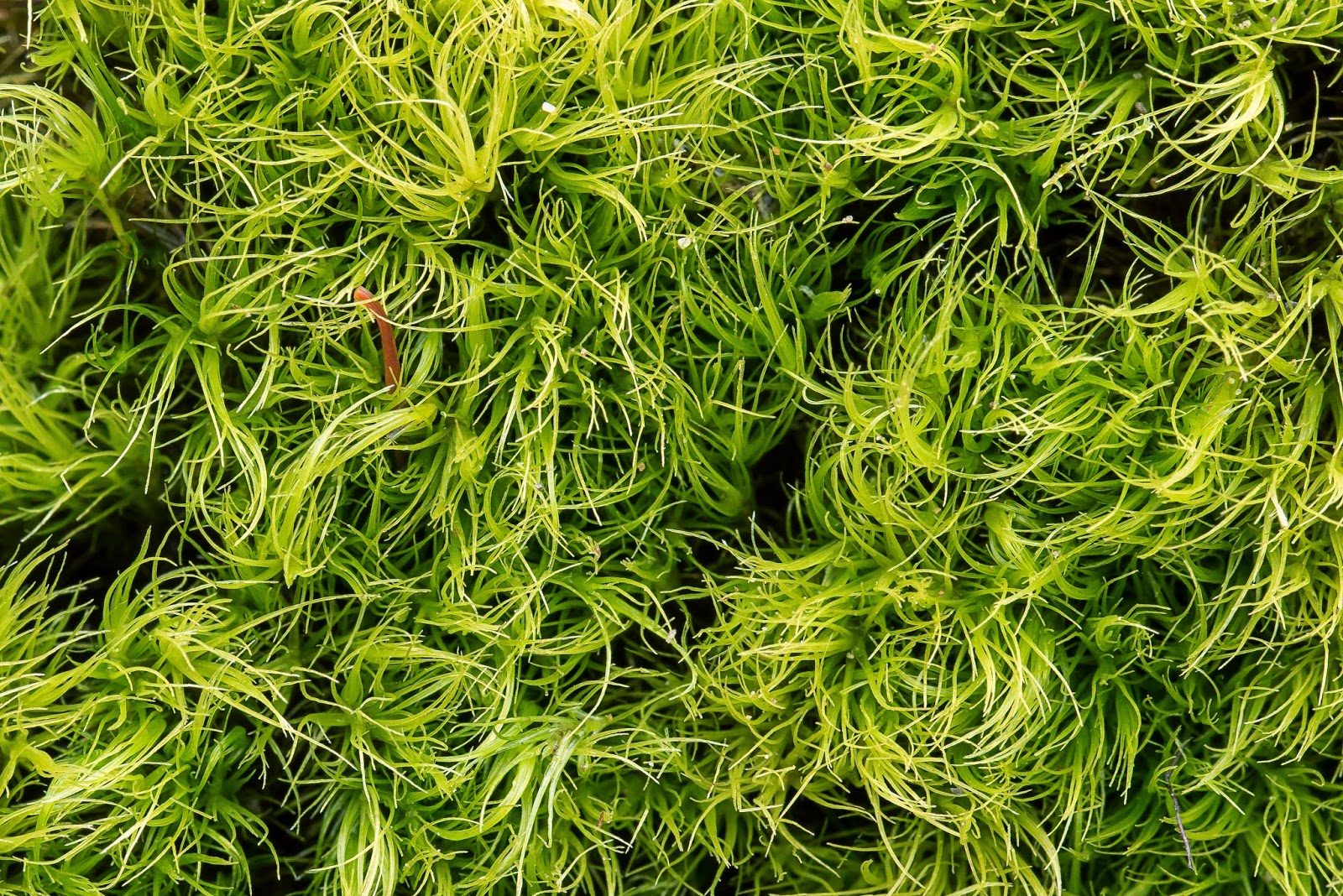 South Wales Bryophytes: Another Ditrichum gracile population in a ...