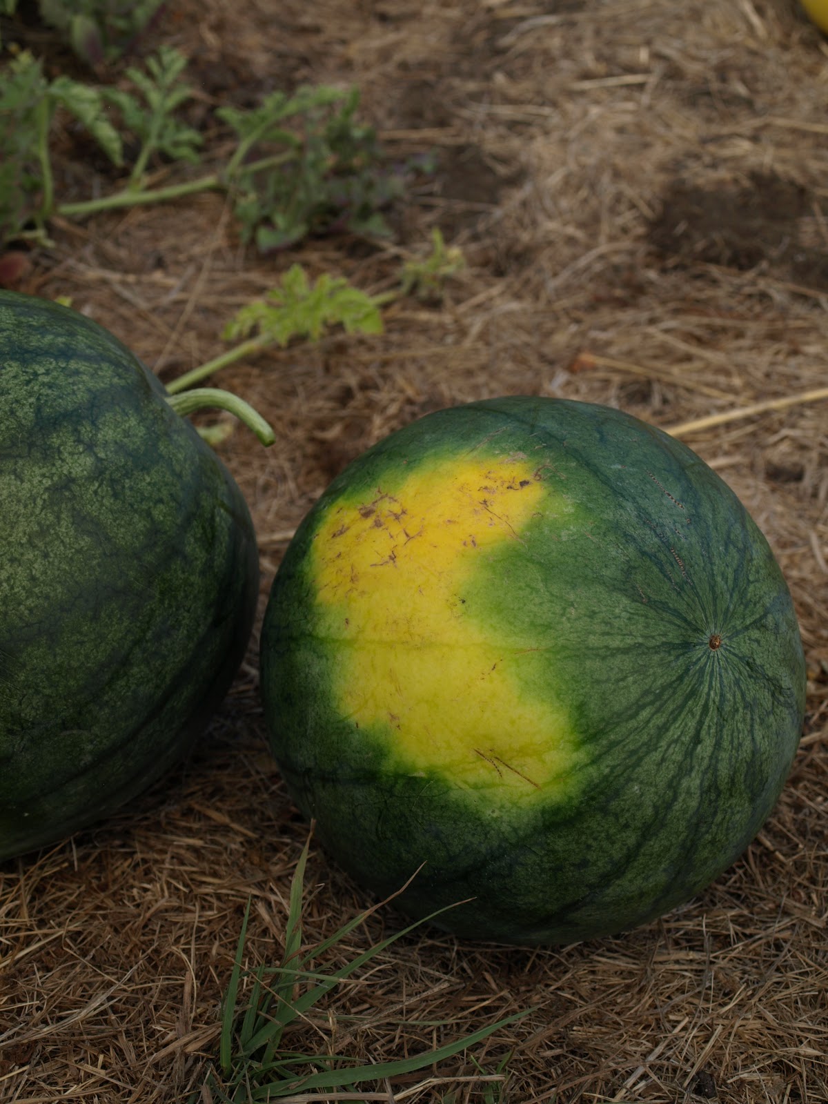 Malmsbury Kitchen Garden: All about Melons