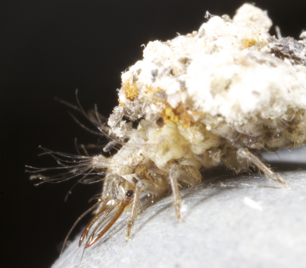 Real Monstrosities: Green Lacewing