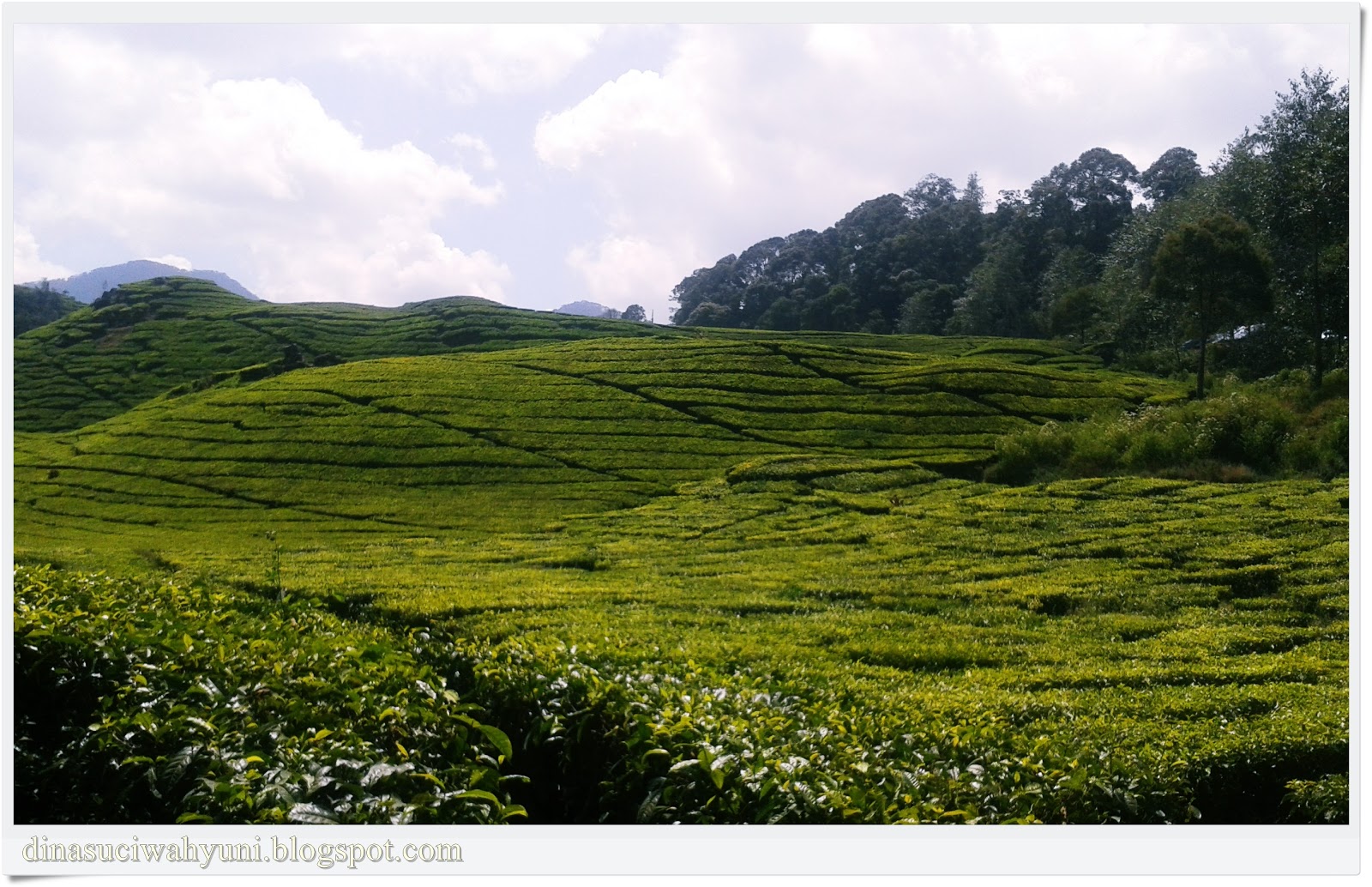 PESONA KEINDAHAN PERKEBUNAN TEH RANCABALI DI BANDUNG | JDSK