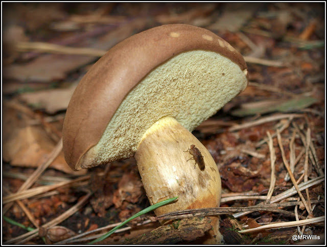 Mark's Veg Plot: In the spotlight: the Bay Bolete