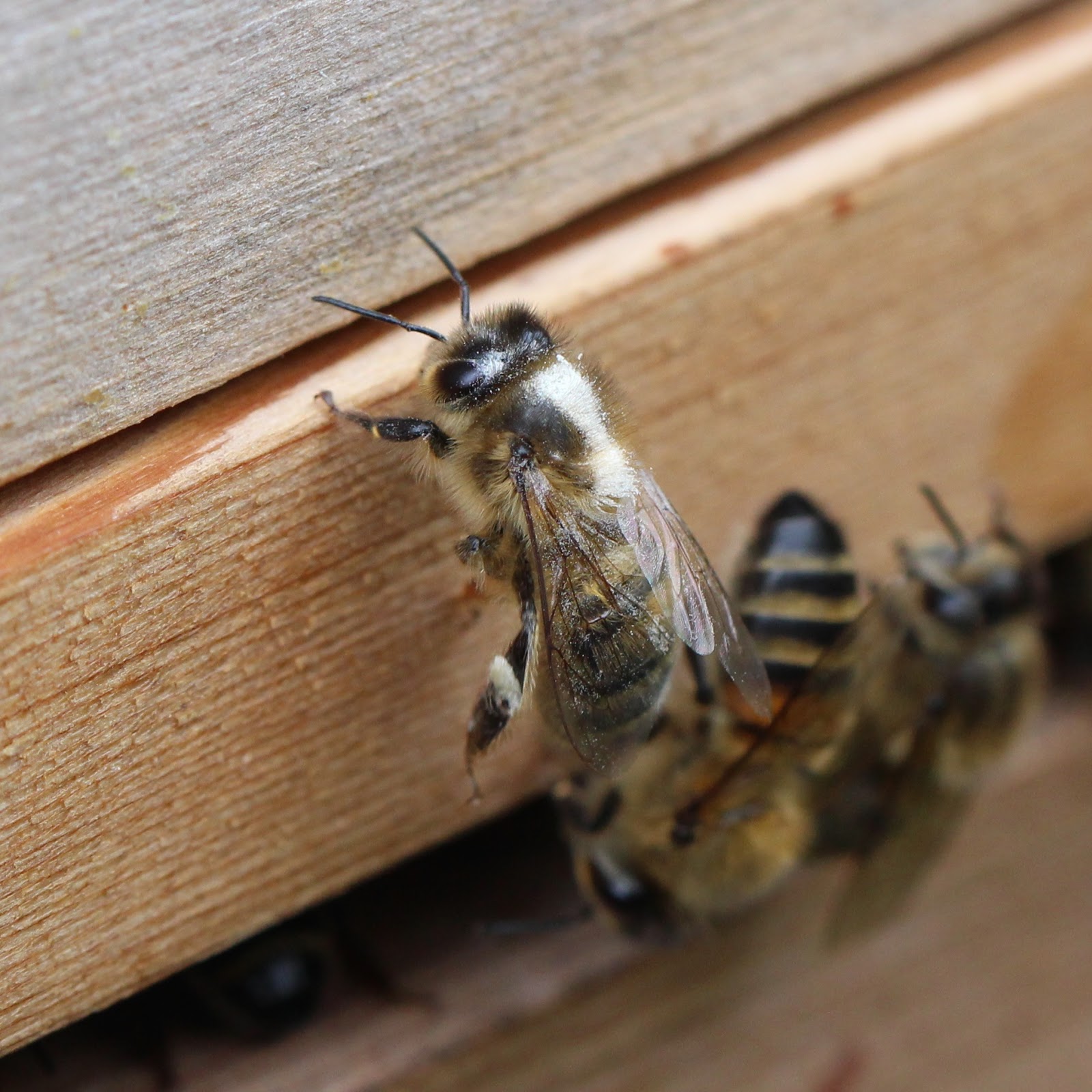 TrogTrogBlog: Ghost bees