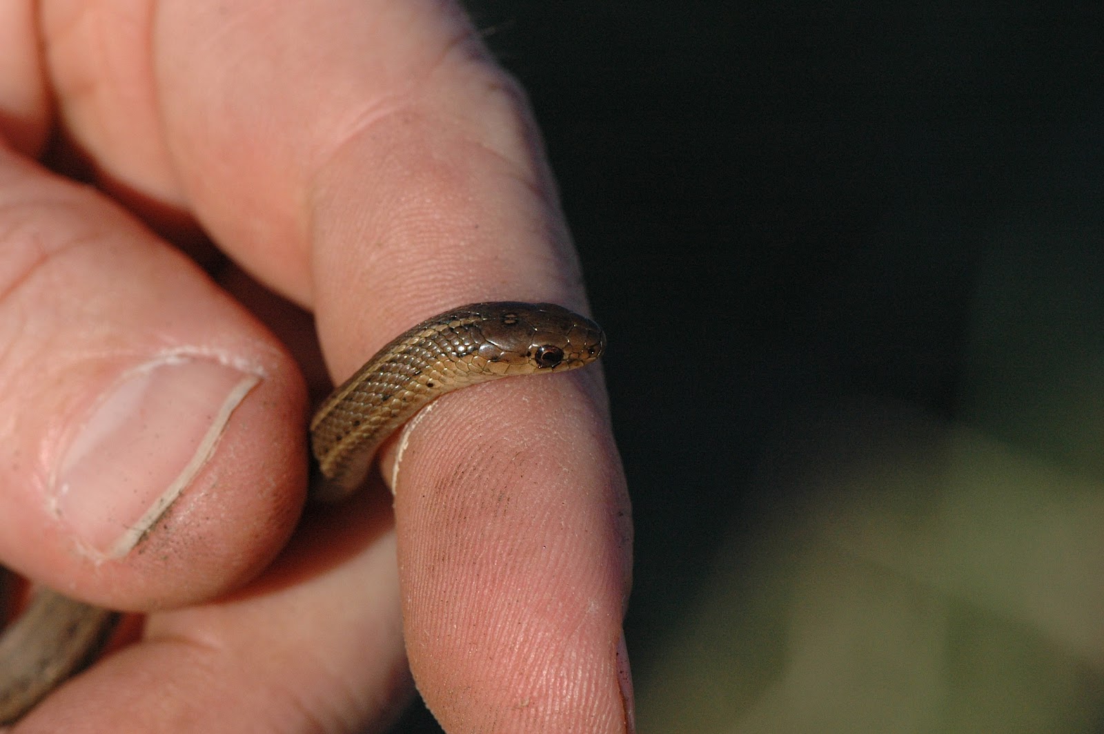 Field Biology in Southeastern Ohio: Short-headed Garter Snake in Ohio