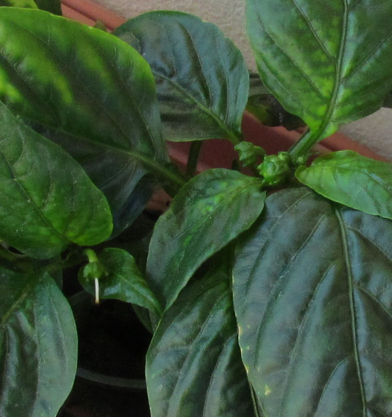 Foto Blog Puerto Rico: Hidroponia Pimientos Morrones 3