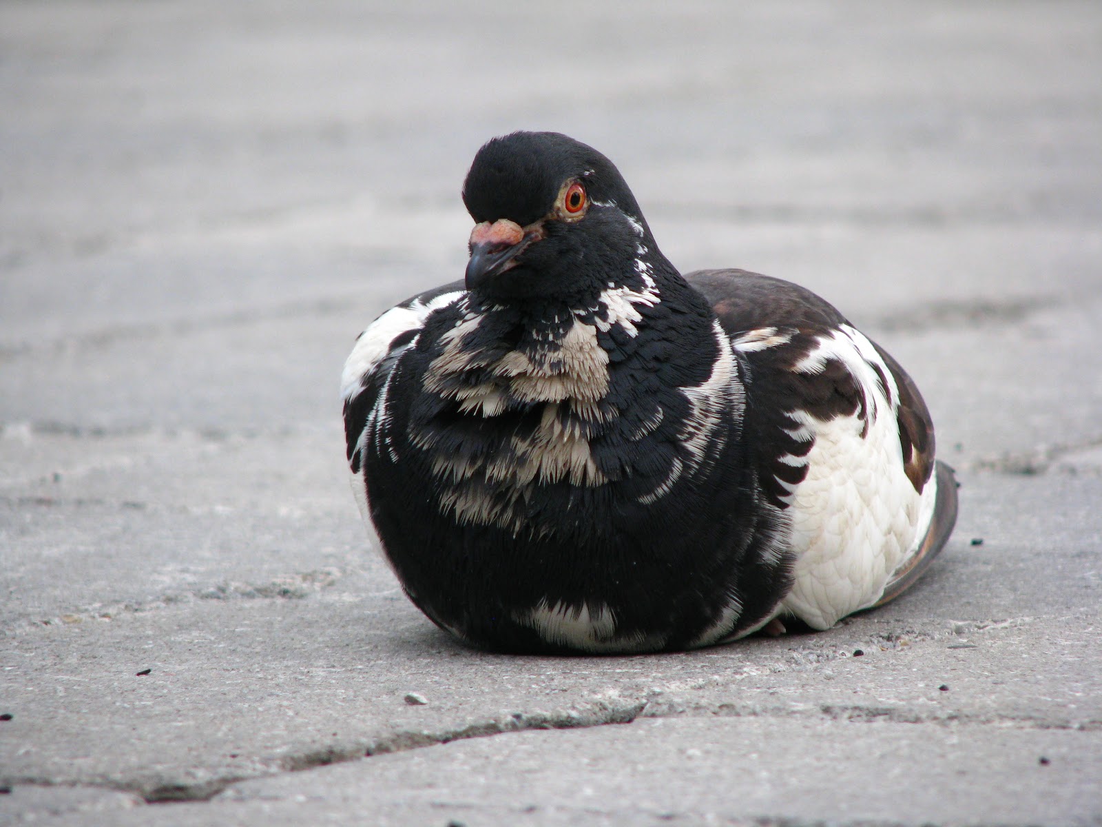amateurnithologist: Bird Talks: The Photogenic Pigeons of Toronto