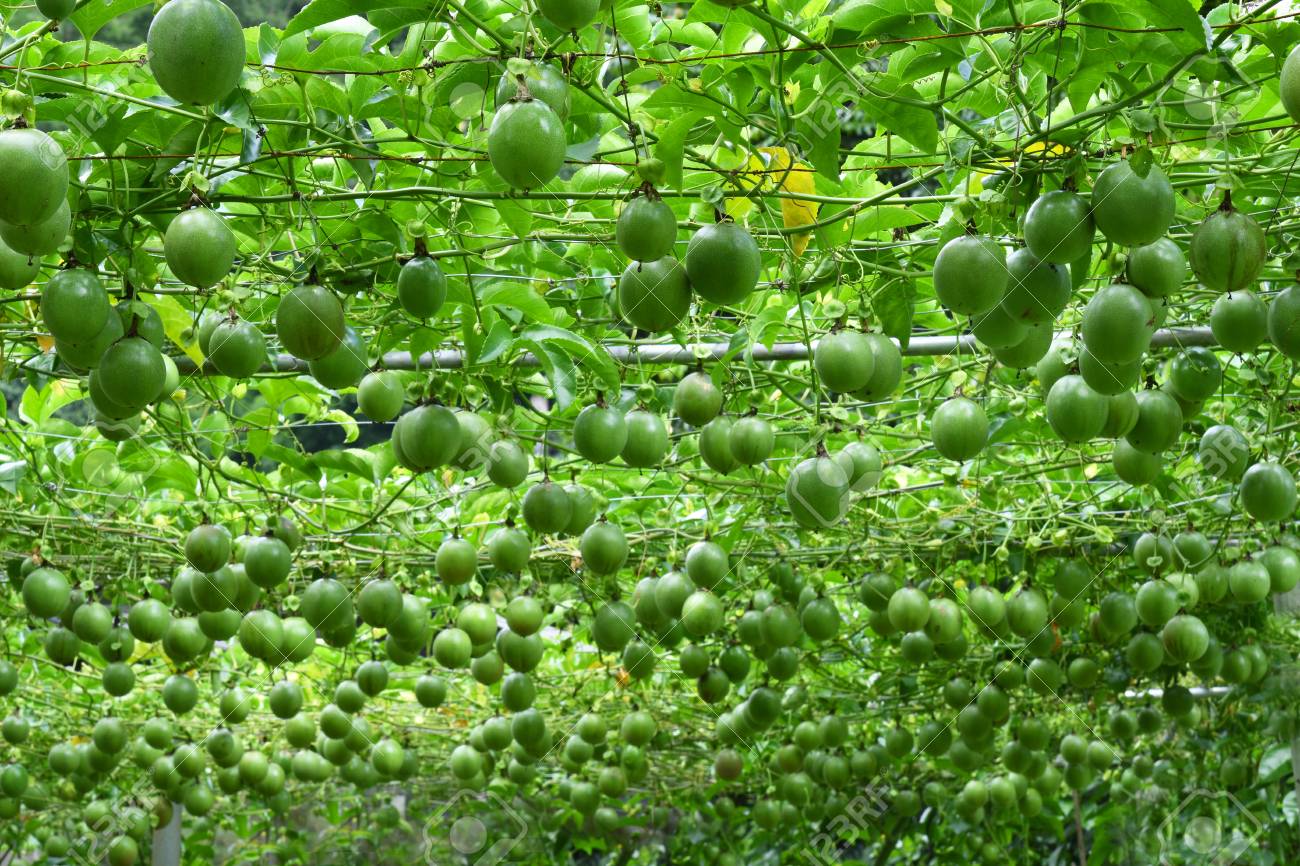 Kilimo cha matunda ya pasheni,pesheni au Karakara (Passion fruit ...