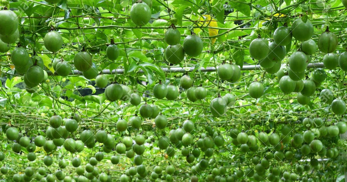 Kilimo cha matunda ya pasheni,pesheni au Karakara (Passion fruit ...