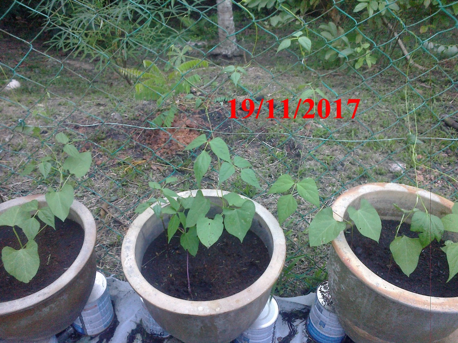 cik azz: Pokok kacang buncis.