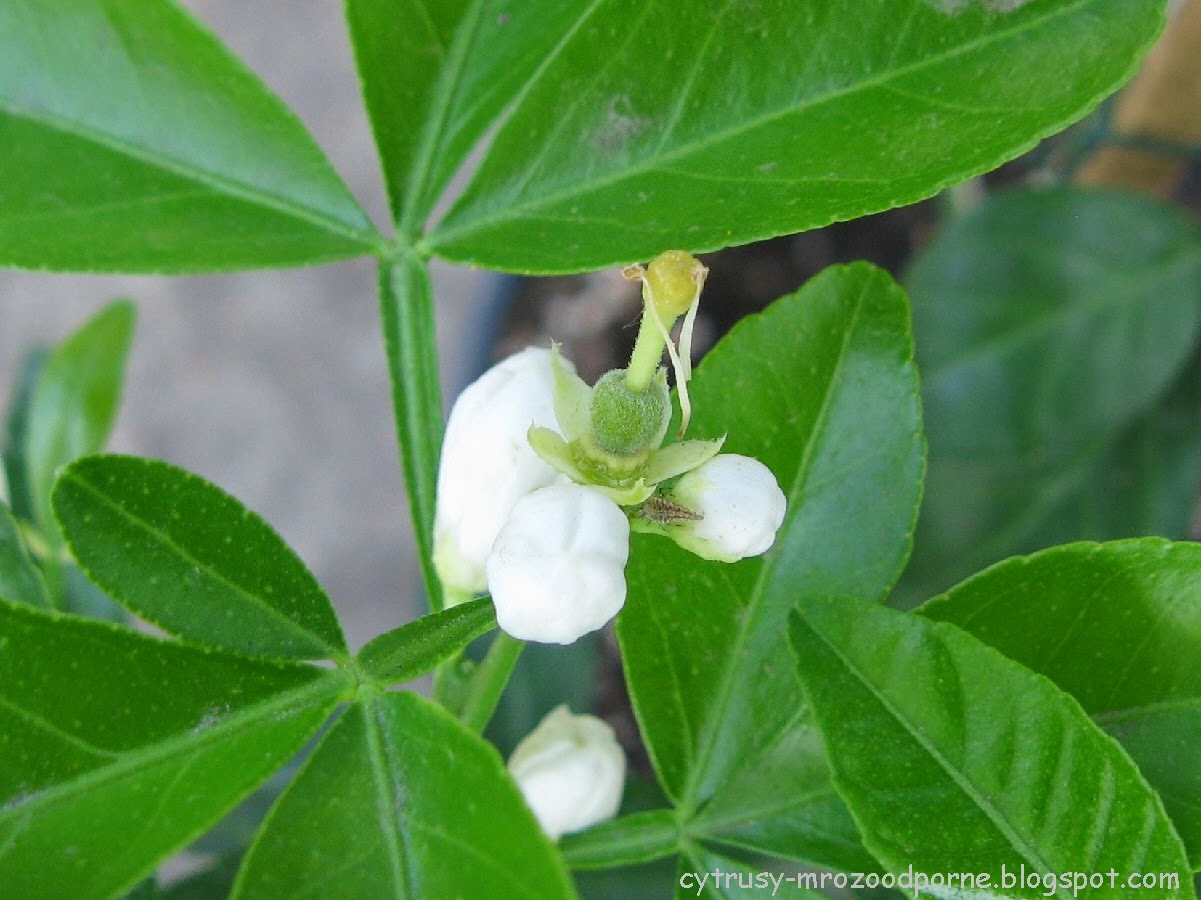 Cytrusy Mrozoodporne: Citrandarin