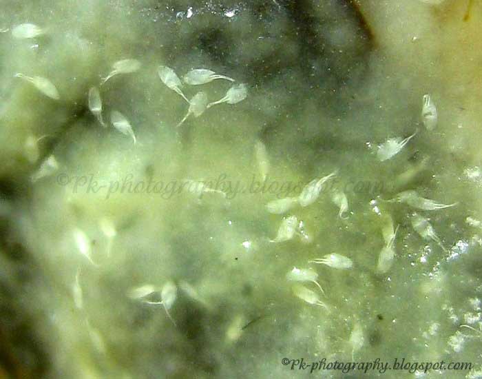 Drosophila melanogaster Life Cycle | Nature, Cultural, and Travel ...