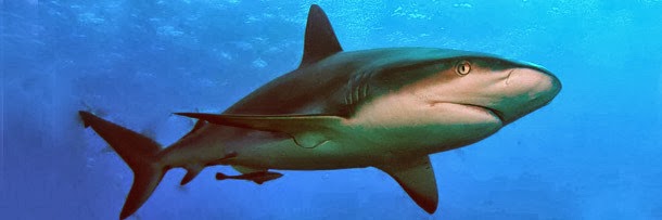 8 things are so cool under microscope | ultra facts