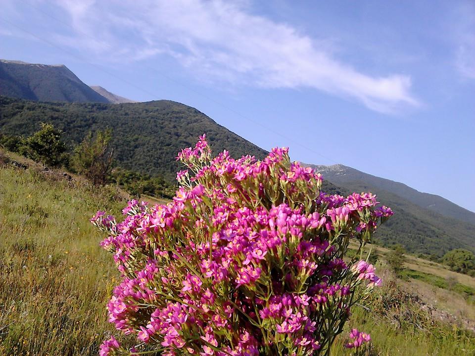 Centaury – Centaurium erythraea - a herb worth 1000 gold coins ...