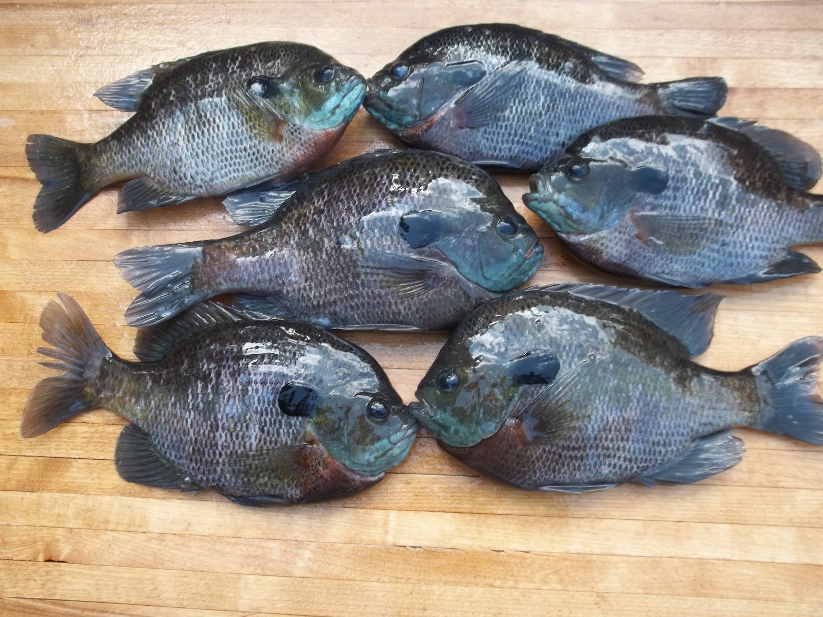 Fishing Through Life: Landing Super size Bluegills in Rock Creek on ...