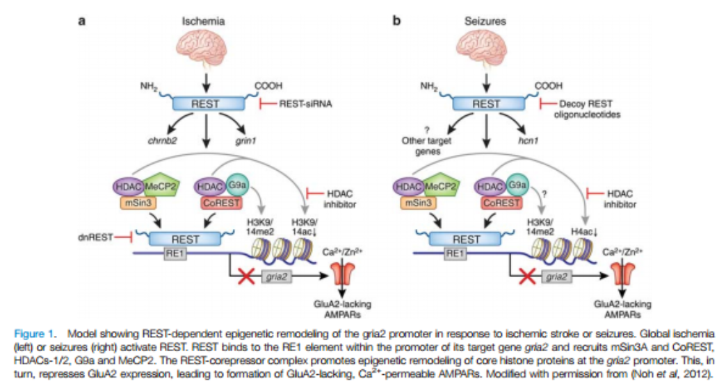 Epigenetics: A Biological Mystery : Epigenetic Mechanisms in Stroke and ...