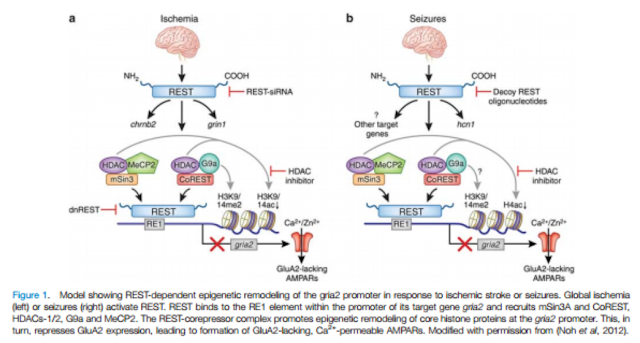 Epigenetics: A Biological Mystery : Epigenetic Mechanisms in Stroke and ...