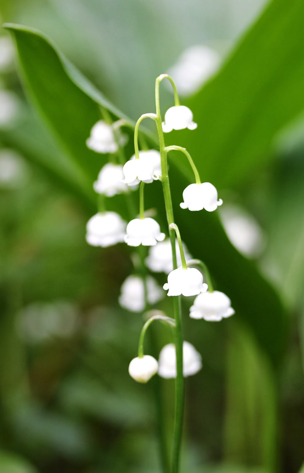 Haaveena hyvä kuva: Kielo