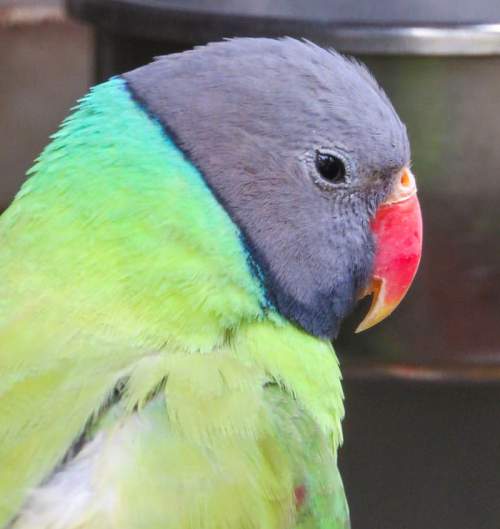 Slaty-headed parakeet | Birds of India | Bird World