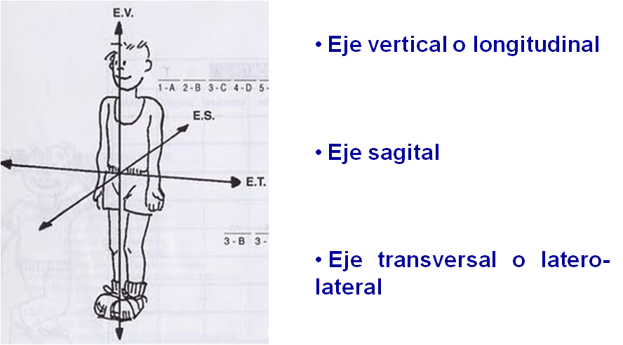 ergonomia: Ejes y Planos corporales