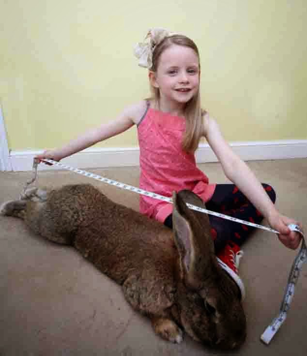 Darius the Worlds Biggest Bunny | Worlds Biggest ~ Go4Pix - Funniest ...