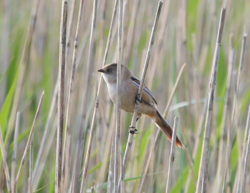A life at the shoreline. .. by Jeff Copner : Bearded Reedling