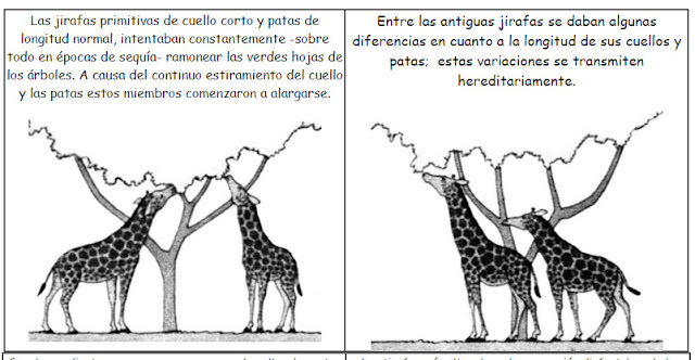 origen y evolución de las jirafas ~ LA EVOLUCIÓN BIOLÓGICA