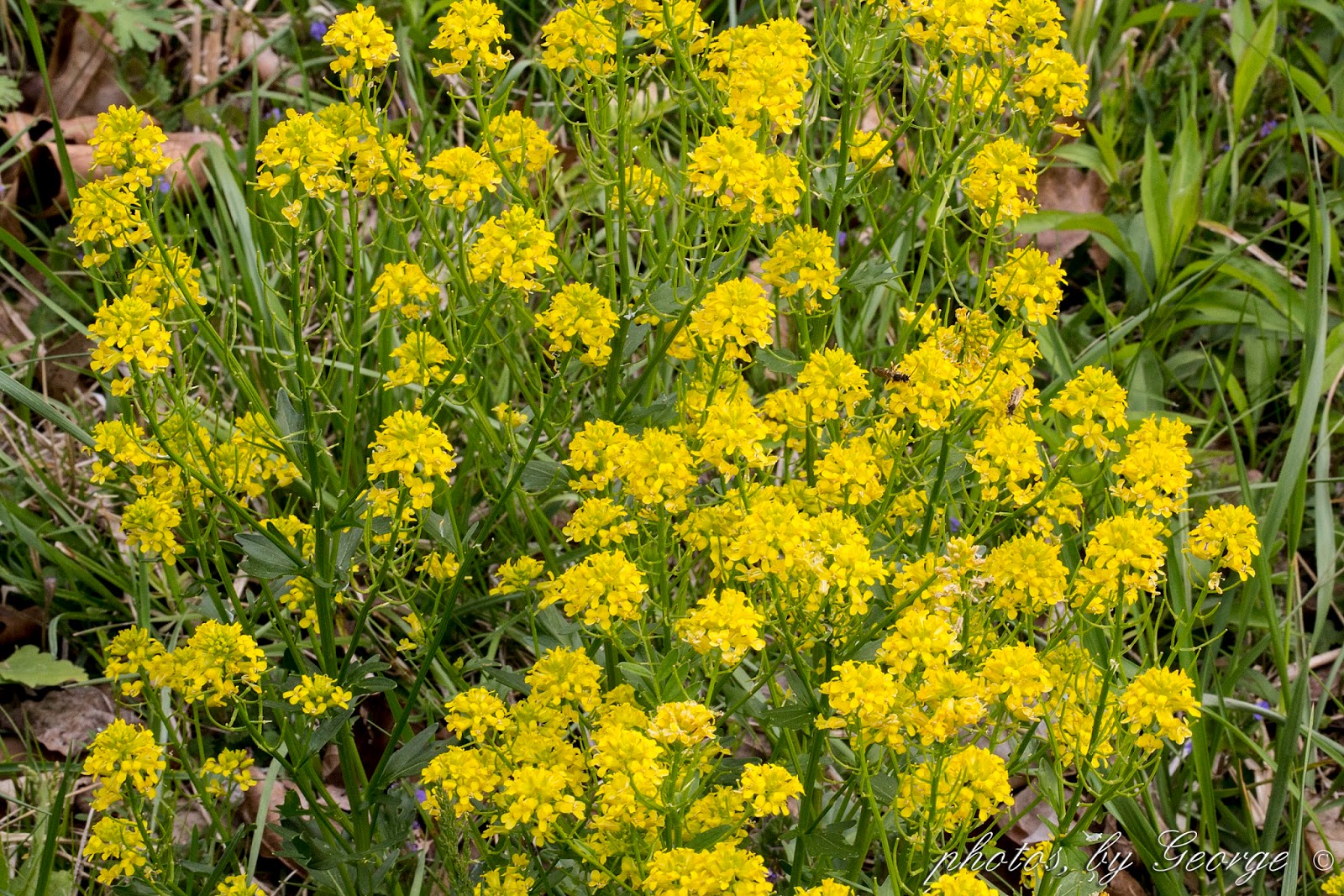 "What's Blooming Now" : Field Mustard (Brassica rapa)