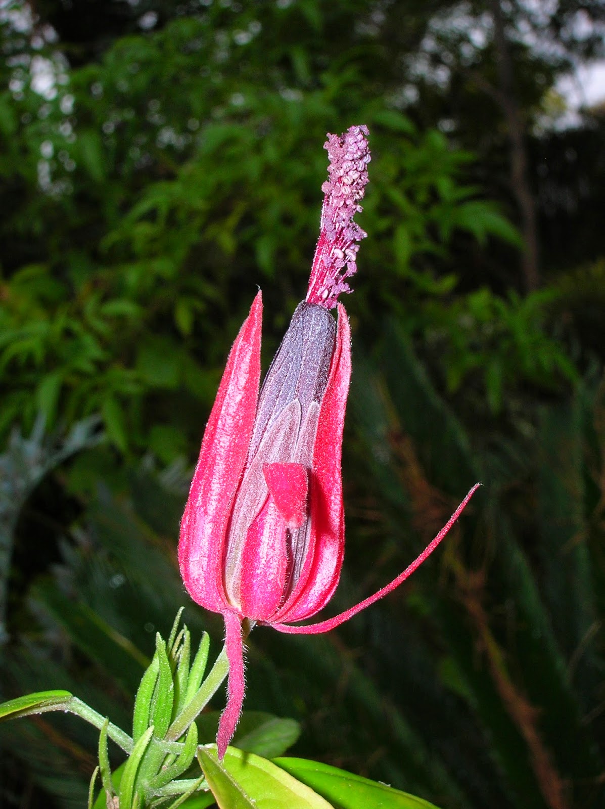 Recregarden: PAVONIA MULTIFLORA