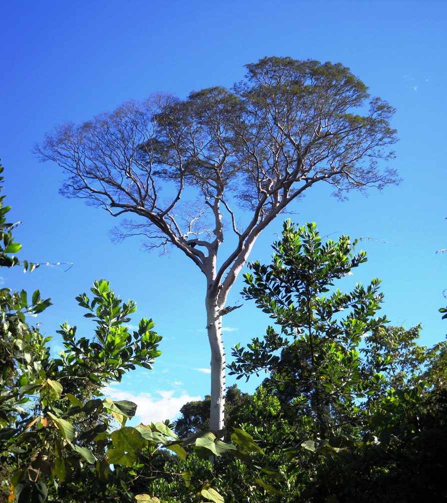 Walk Away: Pohon Madu