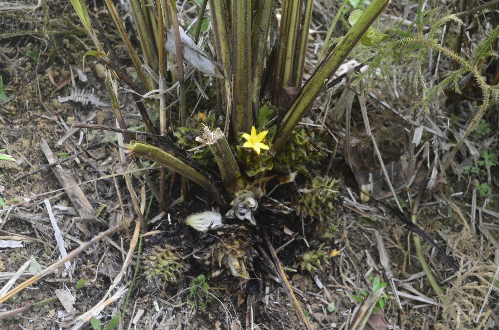 The Kambatik Park, Bintulu.: A natural herbal sweetener called "Lemba'