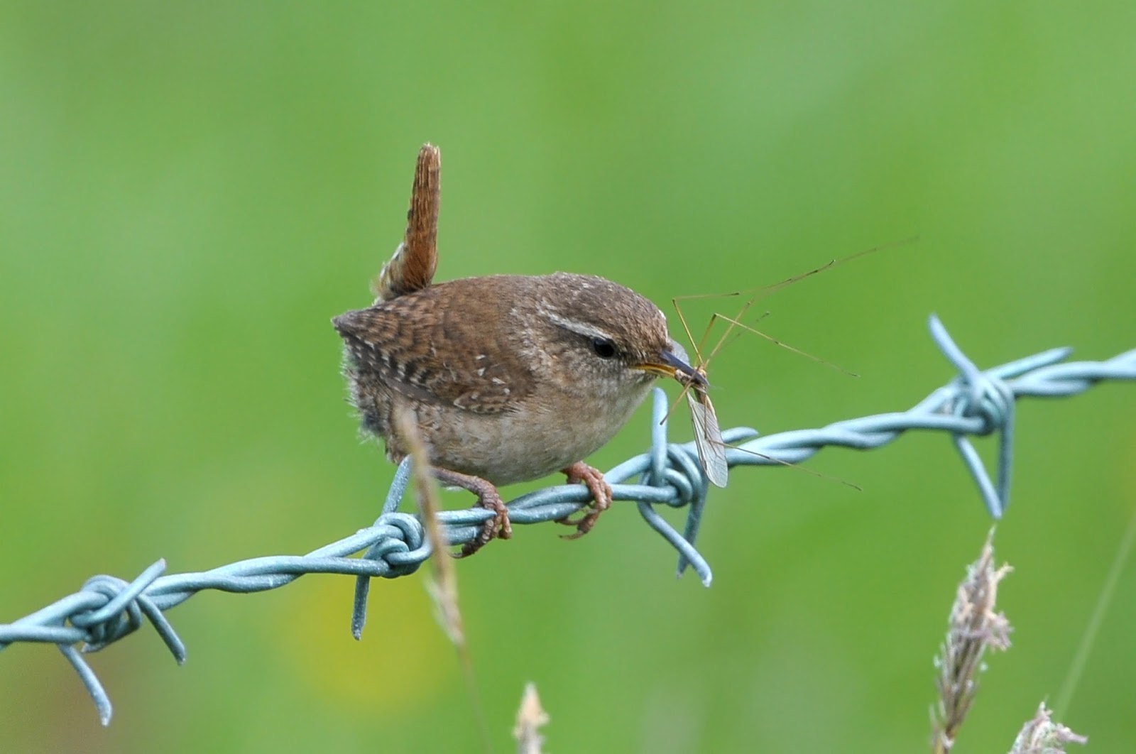 BirdWatch Ireland's Conservation Team blog: Irish Garden Birds - The ...