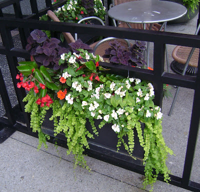 Prairie Rose's Garden: Fun in Chicago