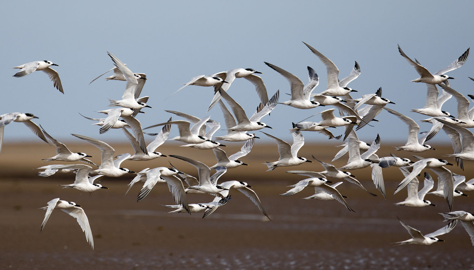 pewit: Sandwich Terns