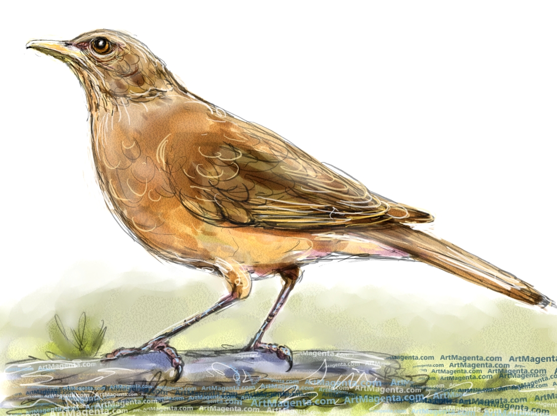 Thrush Bird Drawing