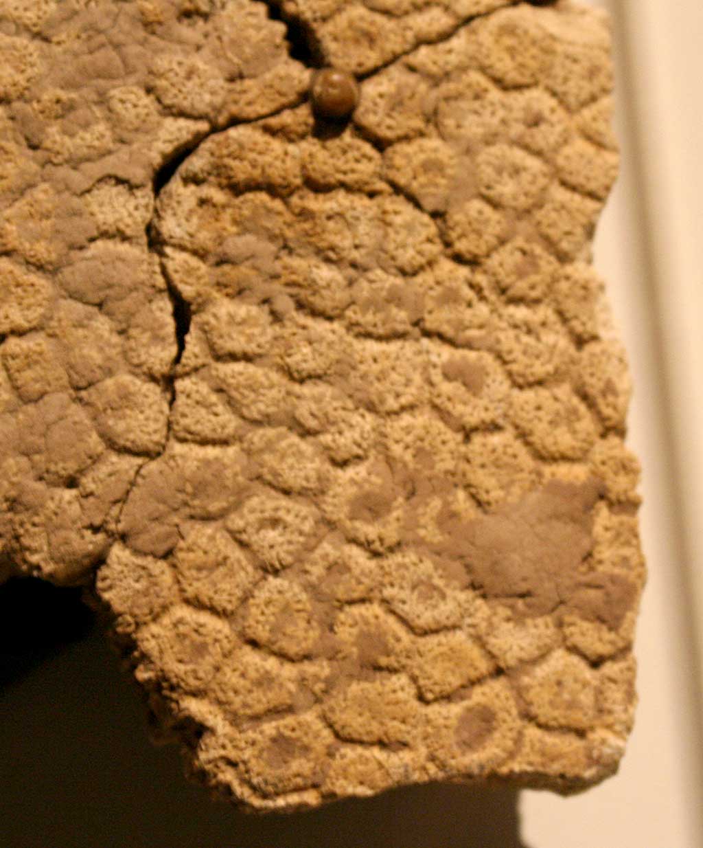 Louisville Fossils and Beyond: Pleistocene Glyptodon Fossil