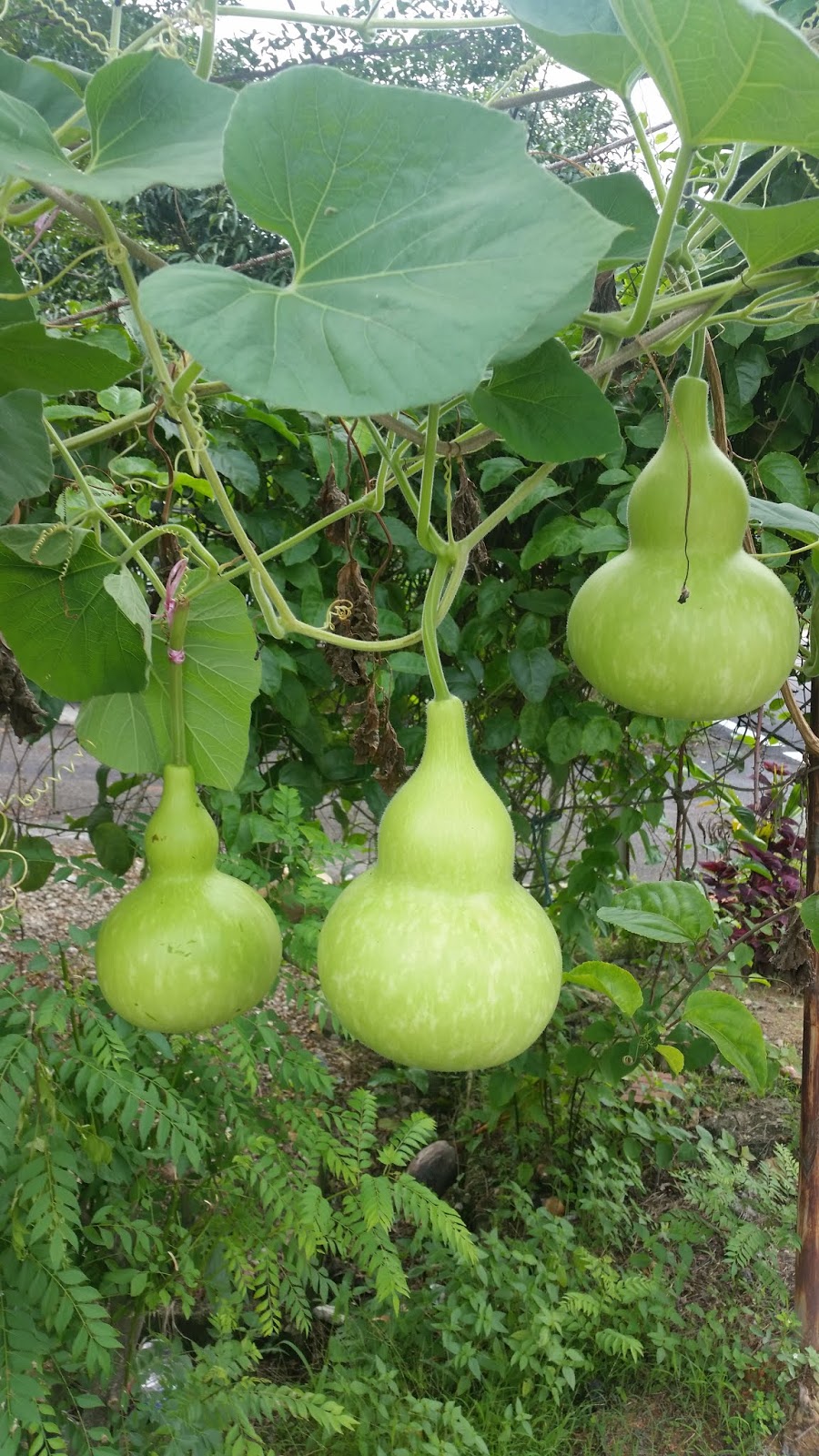 Warisan Petani: Buah Labu Sayong