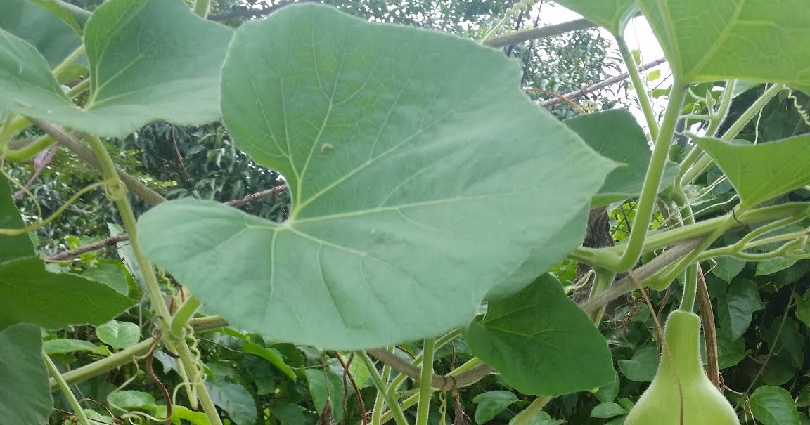 Warisan Petani: Buah Labu Sayong