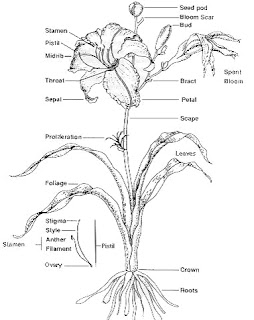 Belles Biology: Diagram of a Lily
