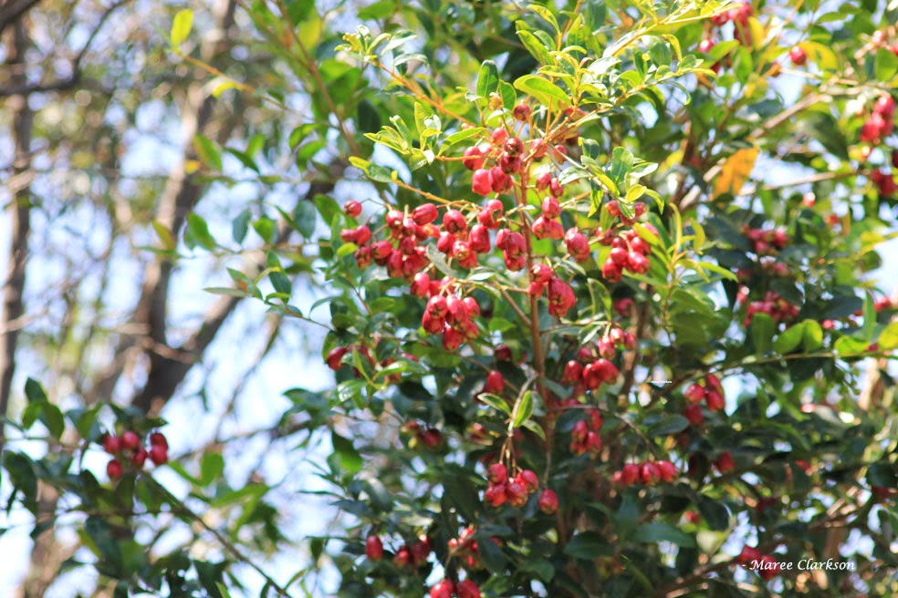 Hedgie's Nature Journal : Food from trees - The Waterberry