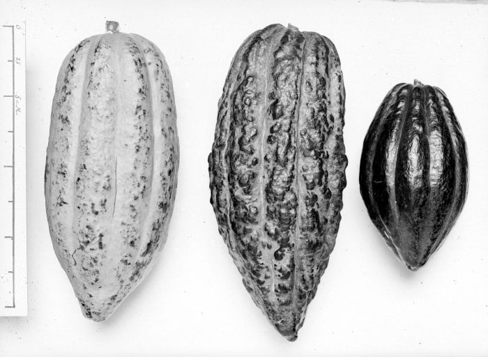 All Here: Mengenal buah Kakao (coklat) dan Manfaatnya untuk ...