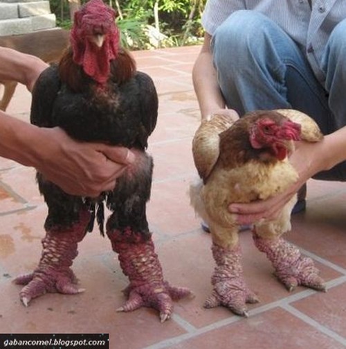 Kaki Ayam Bersaiz Raksasa - Gaban Comel